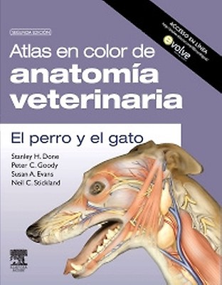 Anatomía Reproductiva Del Perro 🥰🫶Aparato Reproductor